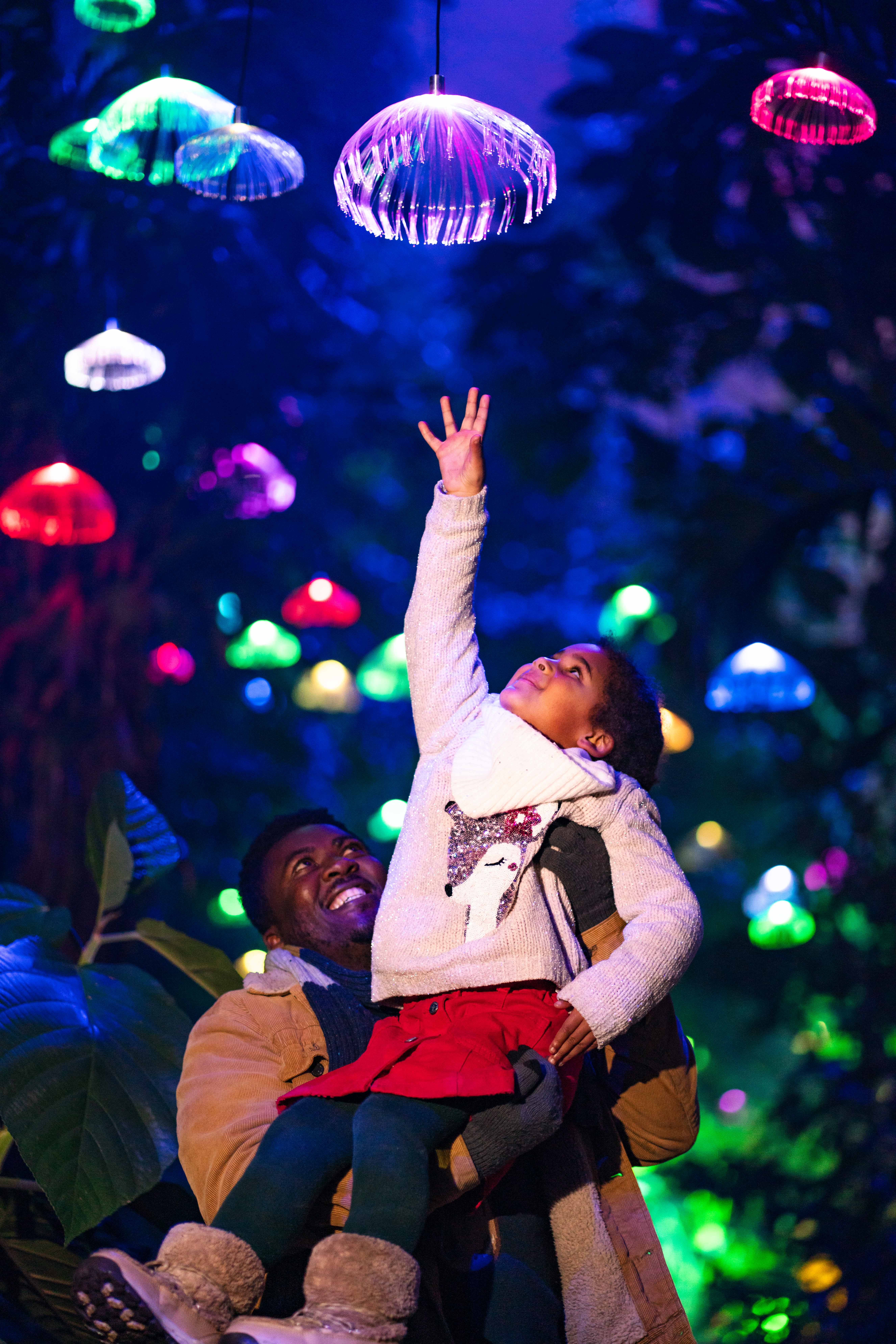 Christmas has arrived at the Eden Project with more lights than ever ...