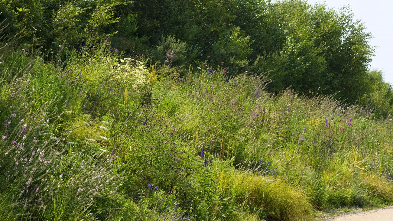 Pollinator Pathmaker | Eden Project