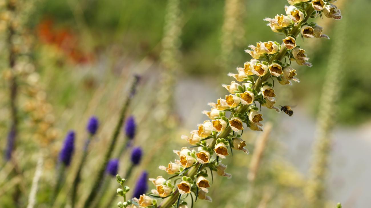 Pollinator Pathmaker | Eden Project