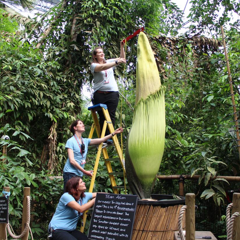 Titan arum | Eden Project