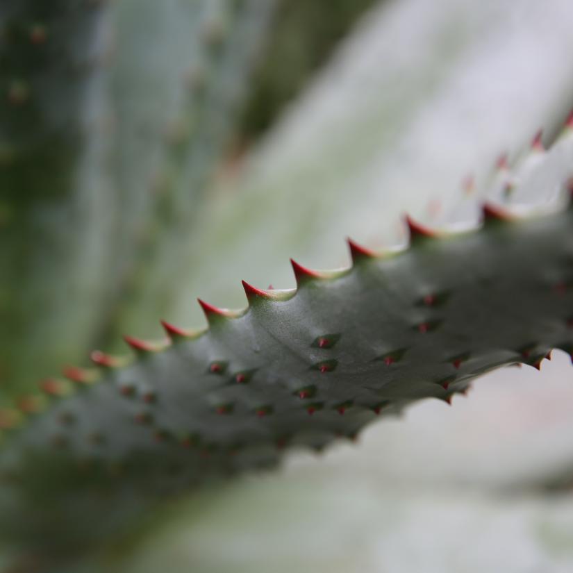 Aloe | Eden Project