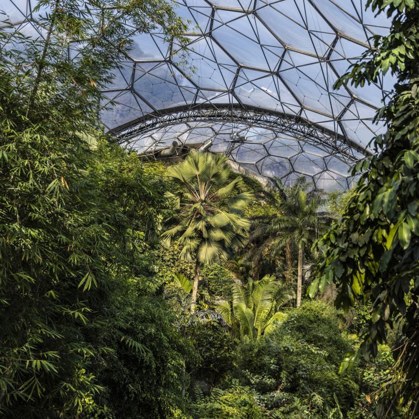 Premium Rainforest Experience | Eden Project