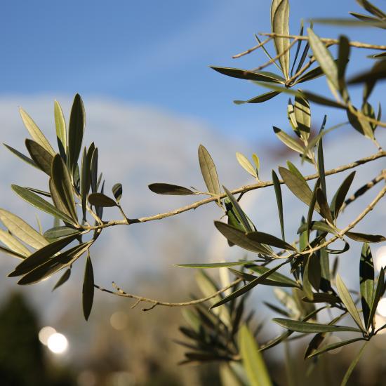 Olive | Eden Project