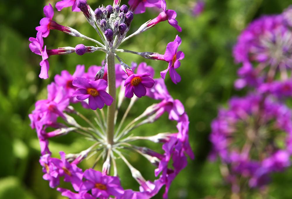 How to make a bog garden | Eden Project